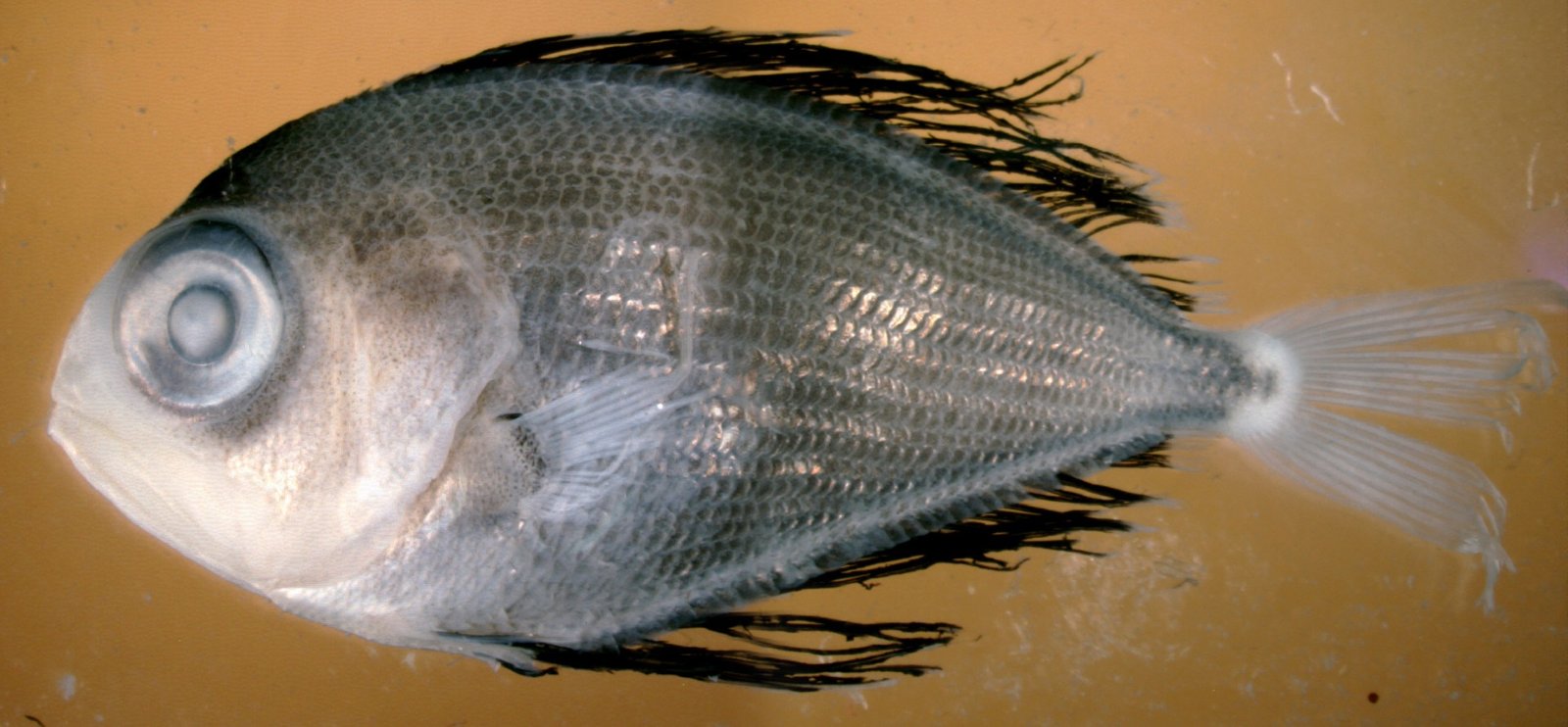 Pterycombus brama » NCFishes.com