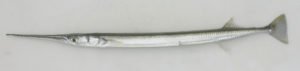 Needlefish (Family Belonidae) Diversity in North Carolina » NCFishes.com