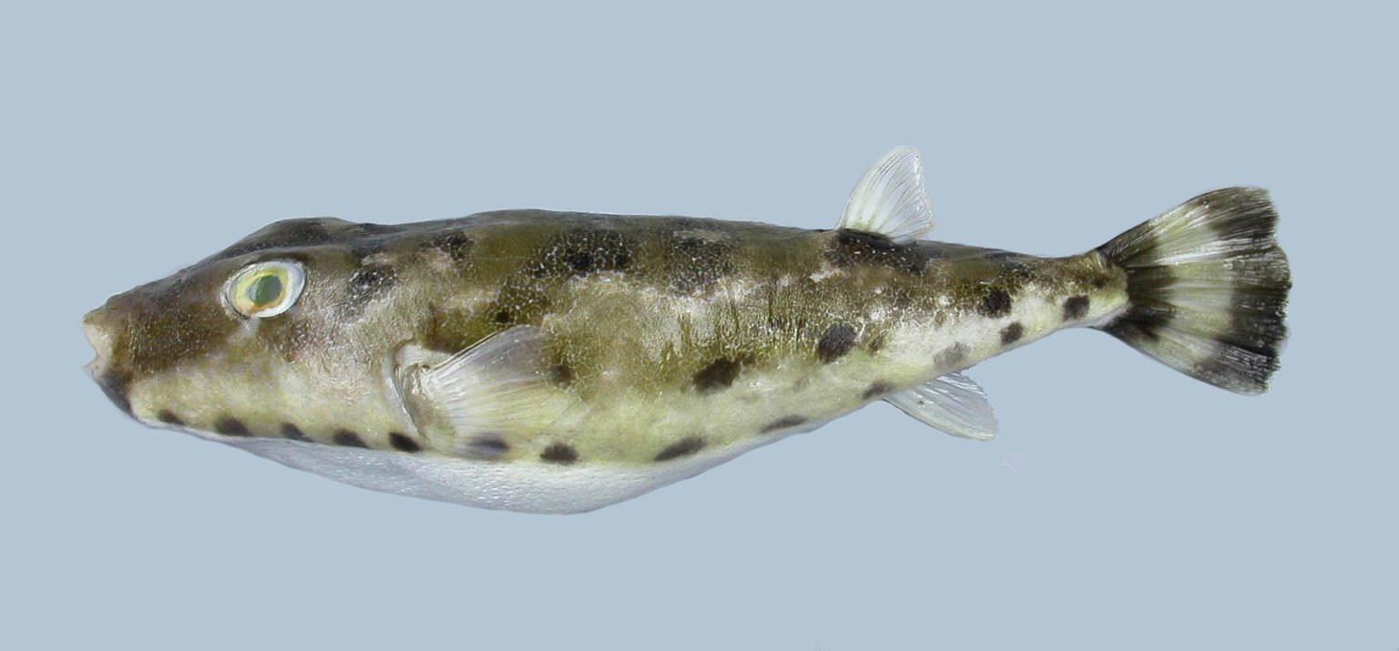 Sphoeroides pachygaster » NCFishes.com