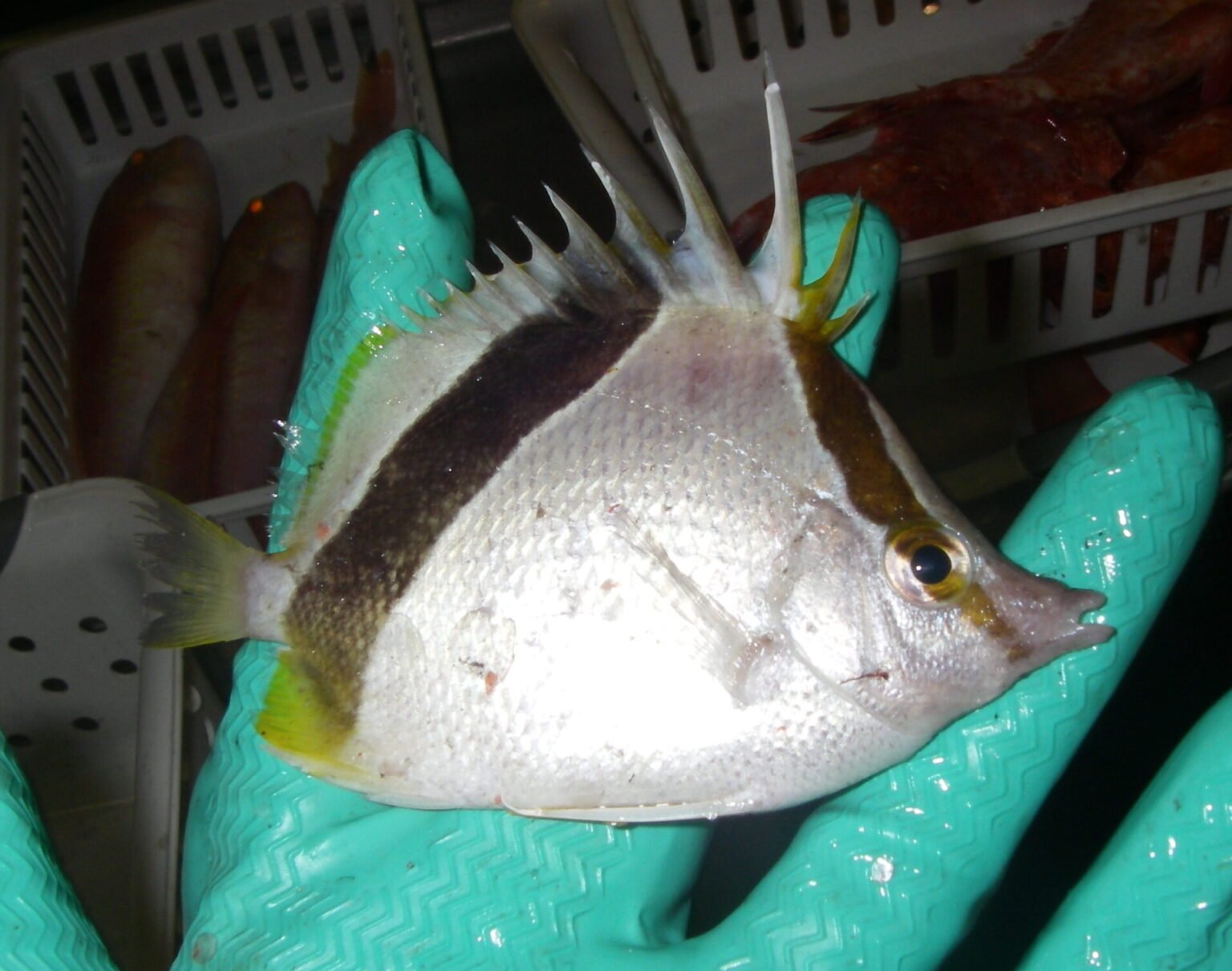 Prognathodes aya » NCFishes.com