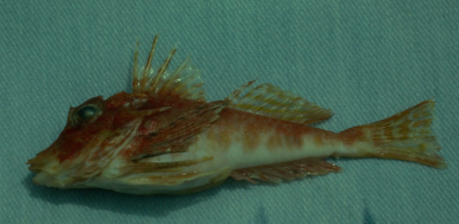 Bellator egretta » NCFishes.com