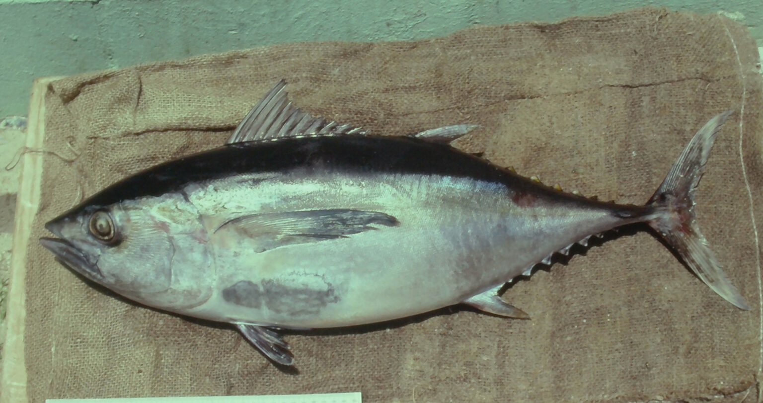 Thunnus albacares » NCFishes.com