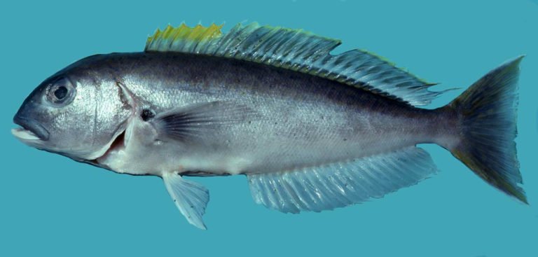 Caulolatilus cyanops » NCFishes.com