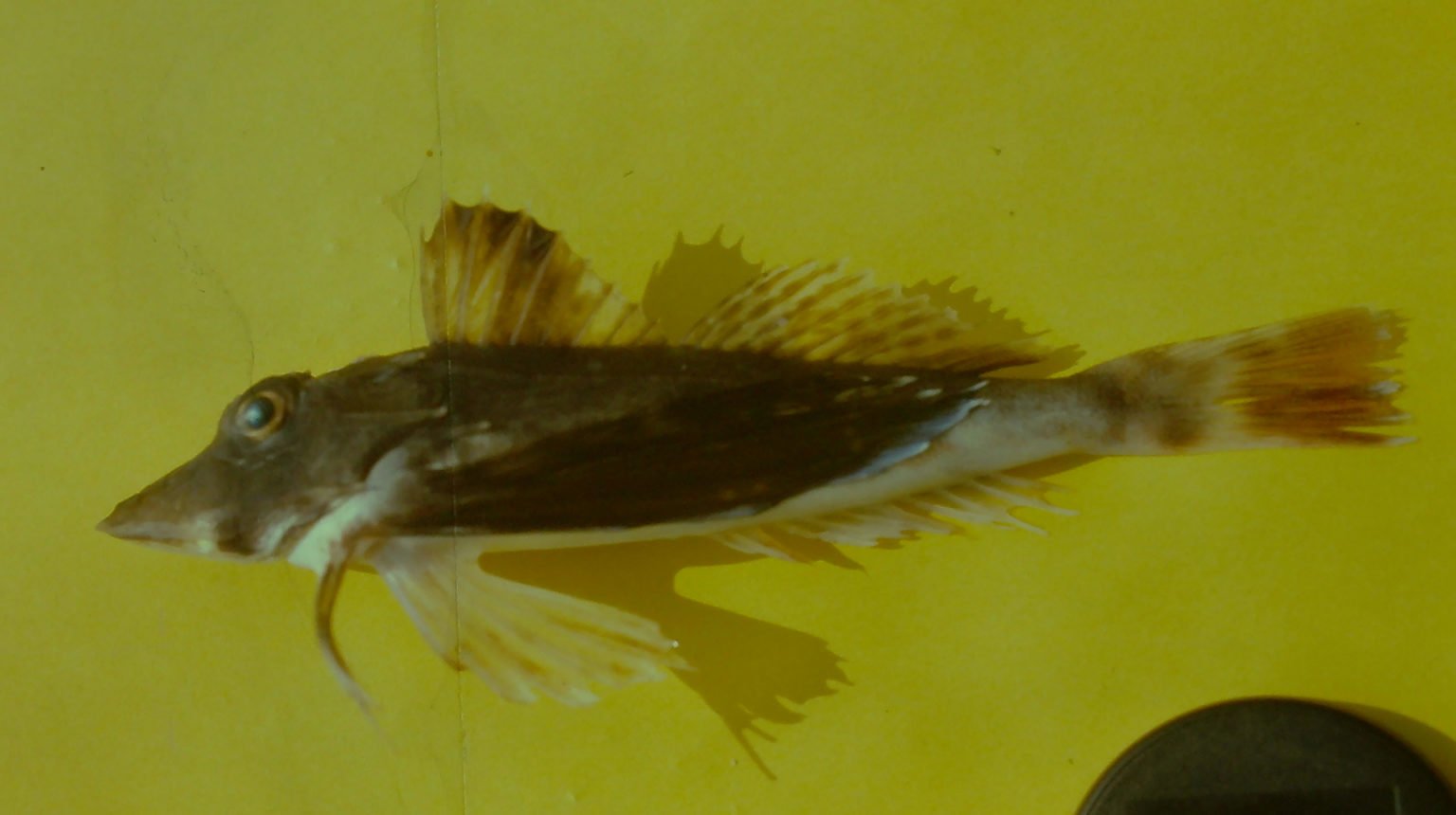 Prionotus evolans » NCFishes.com
