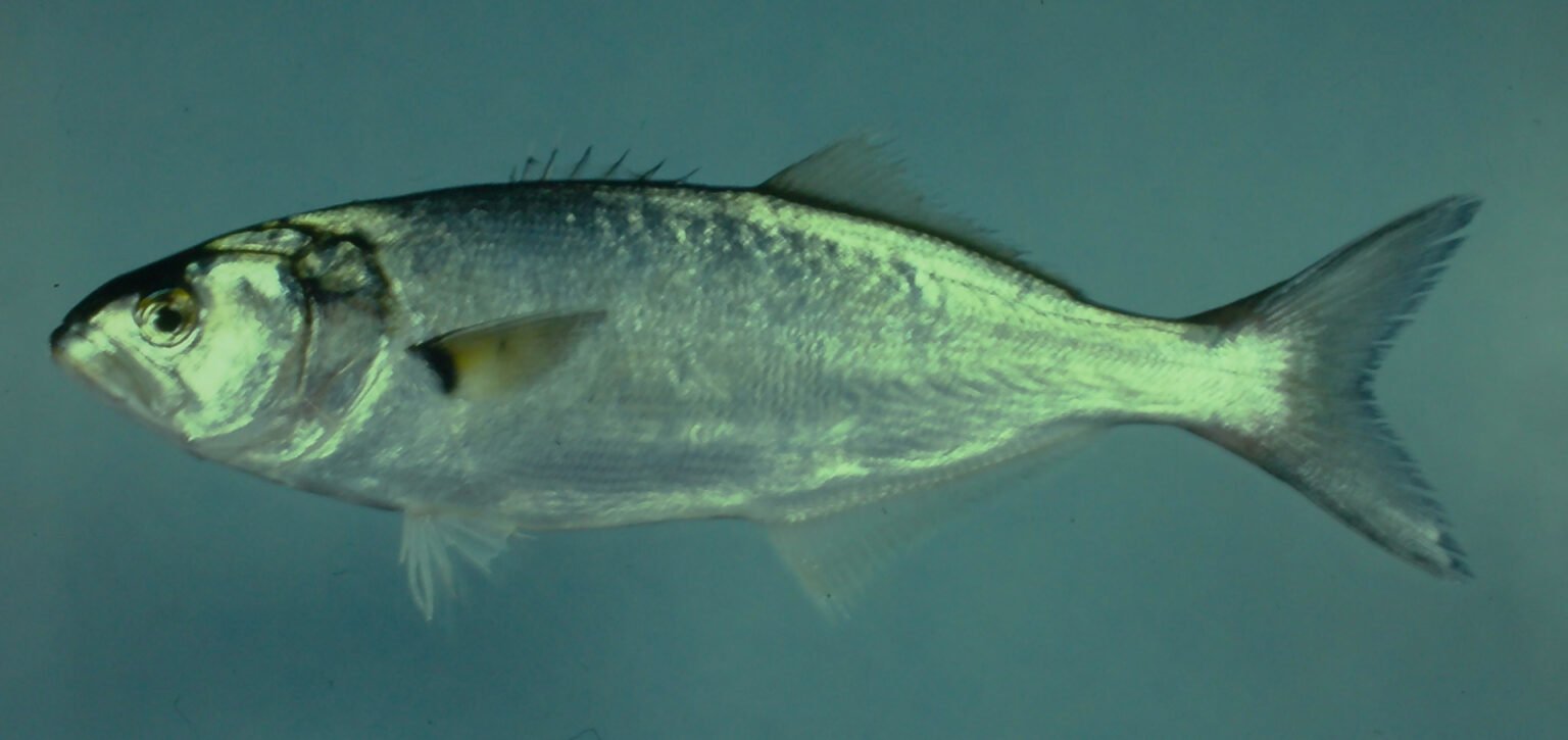 Pomatomus saltatrix » NCFishes.com