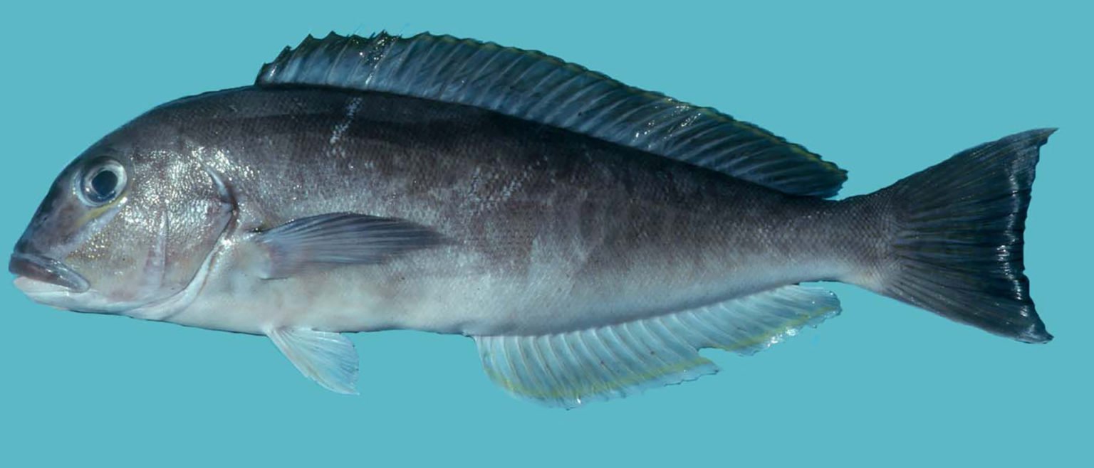 Caulolatilus cyanops » NCFishes.com