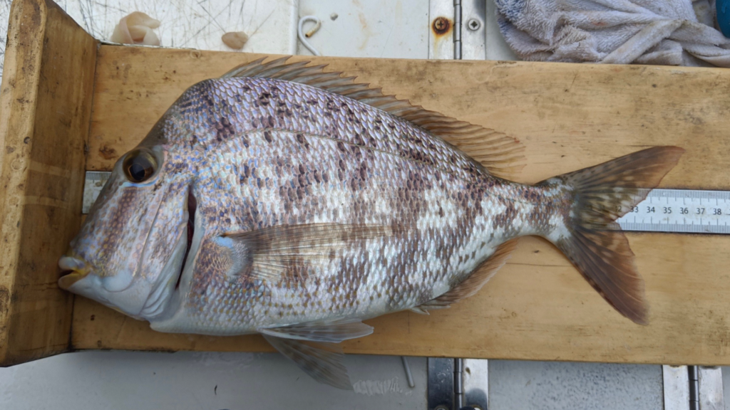 Calamus nodosus » NCFishes.com