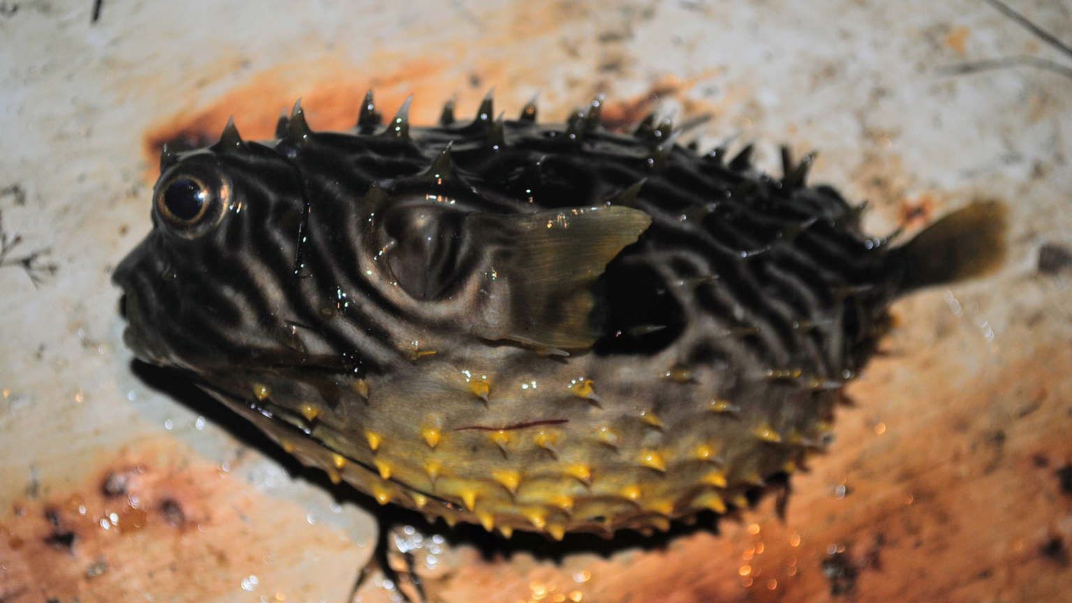 Chilomycterus schoepfi » NCFishes.com