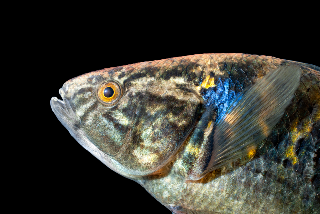 Dormitator maculatus » NCFishes.com