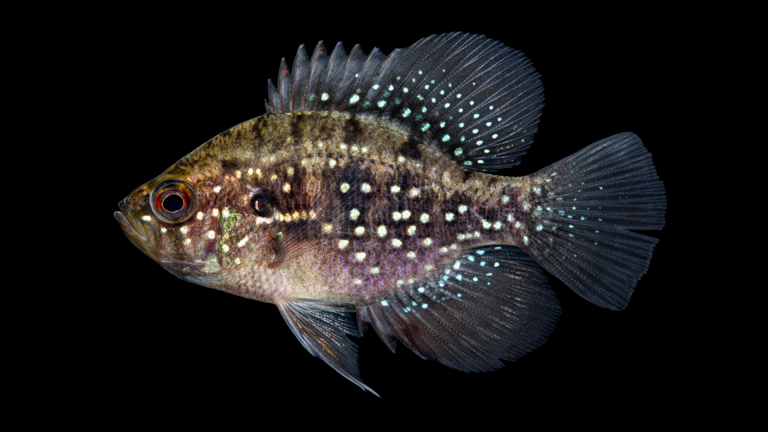 Enneacanthus gloriosus » NCFishes.com