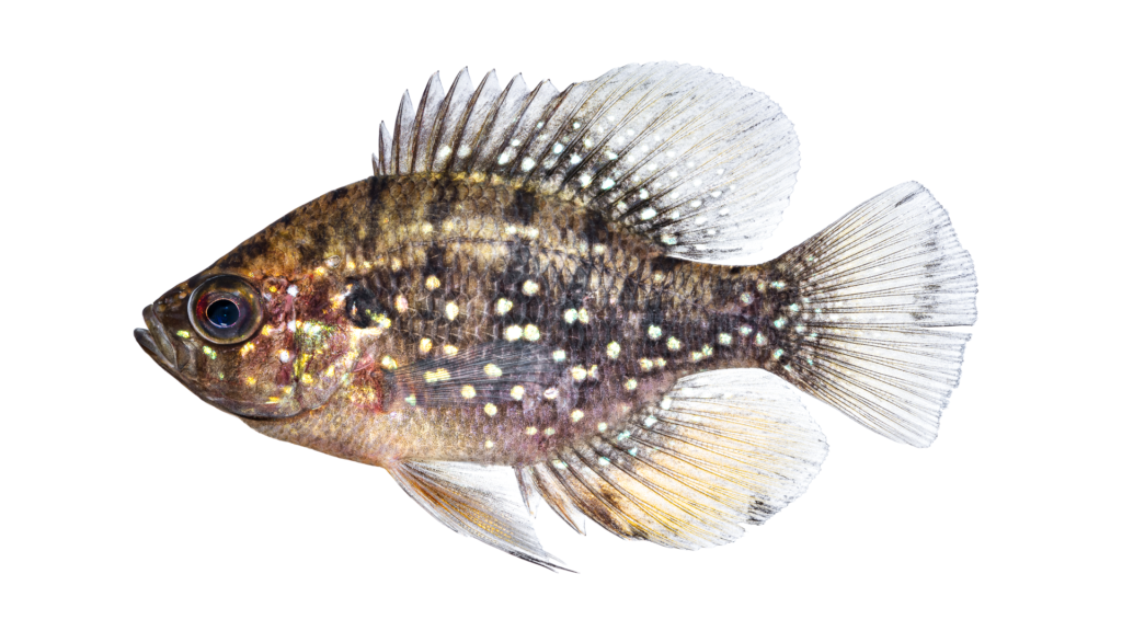 Enneacanthus gloriosus » NCFishes.com