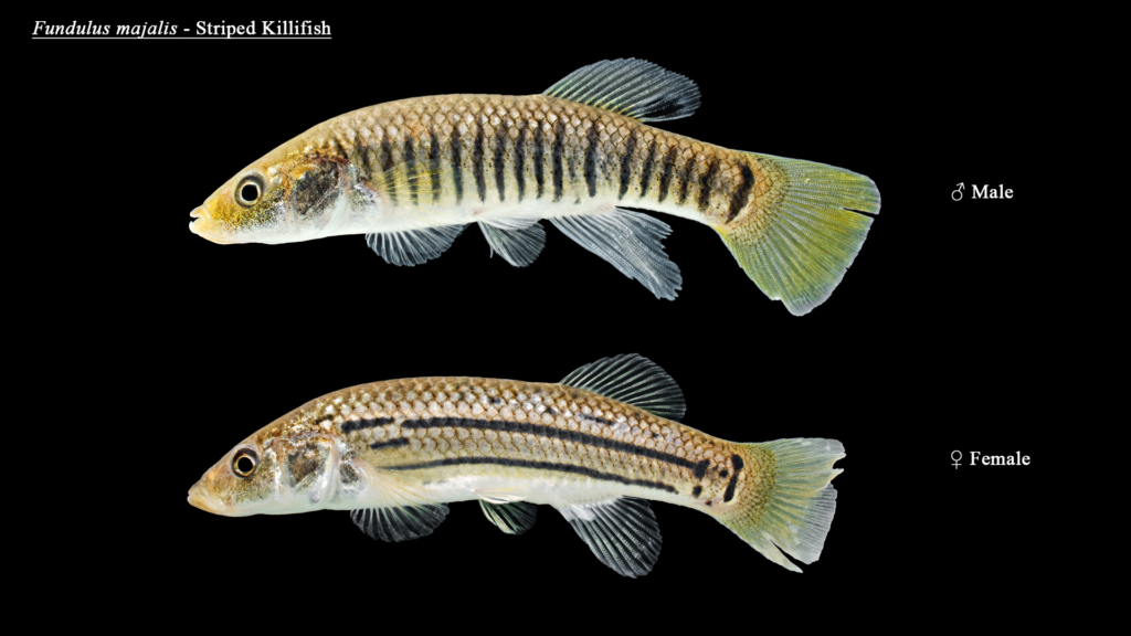 Fundulus majalis » NCFishes.com