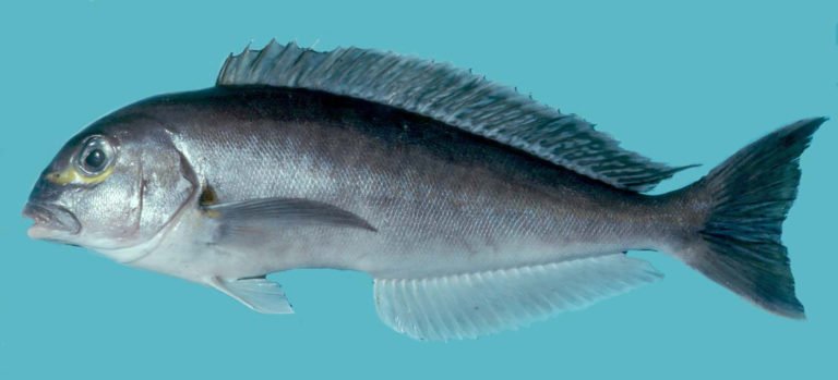 Caulolatilus microps » NCFishes.com