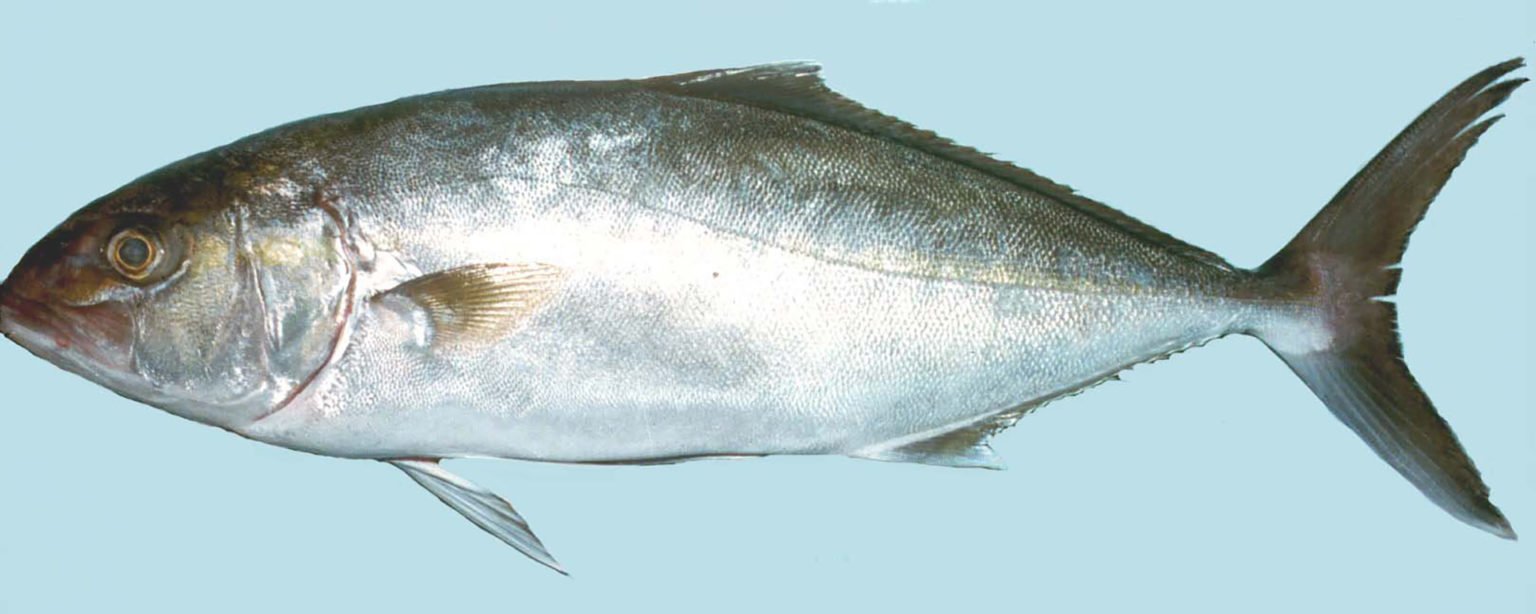 Seriola dumerili » NCFishes.com