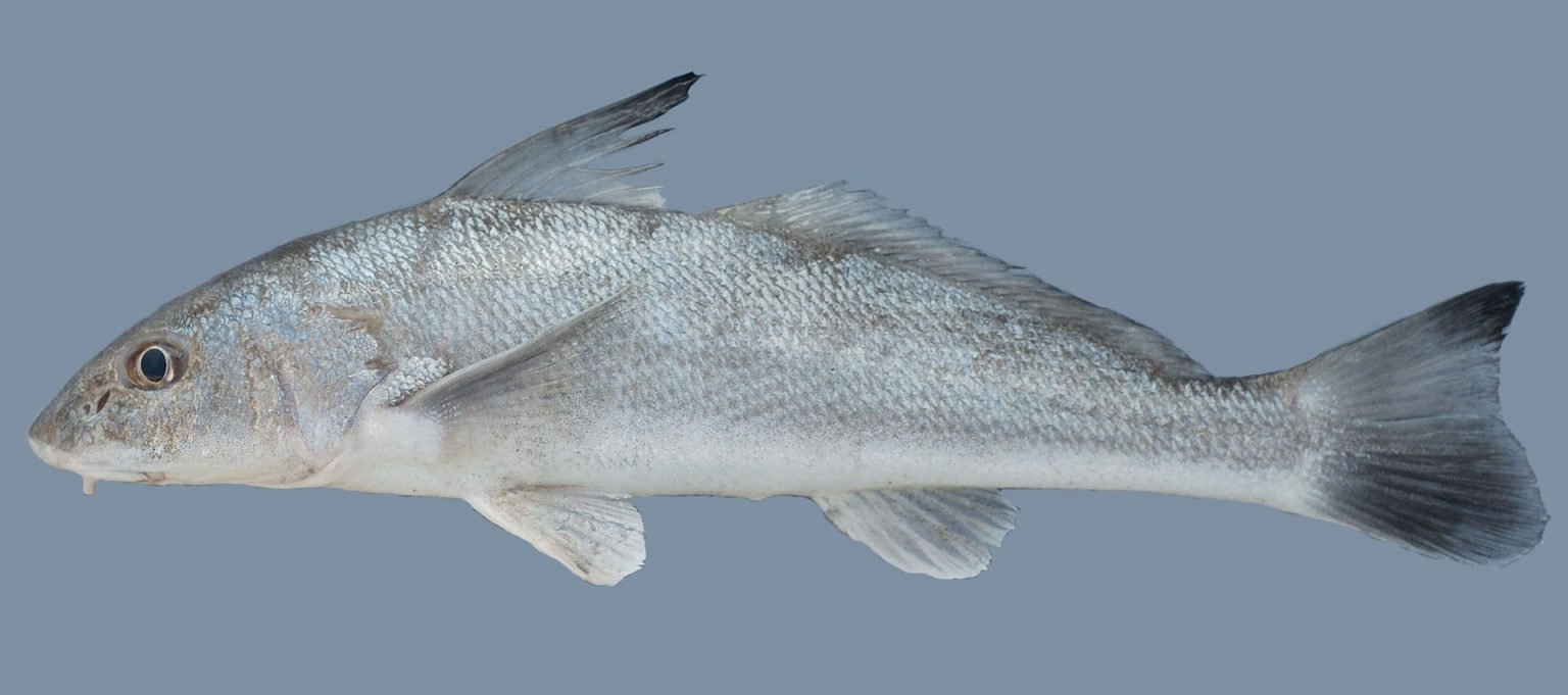 Menticirrhus saxatilis » NCFishes.com
