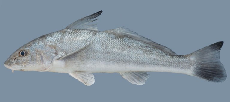 Menticirrhus americanus » NCFishes.com