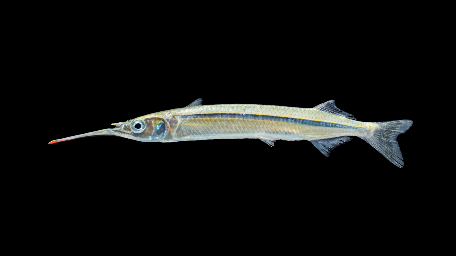 Hyporhamphus unifasciatus » NCFishes.com