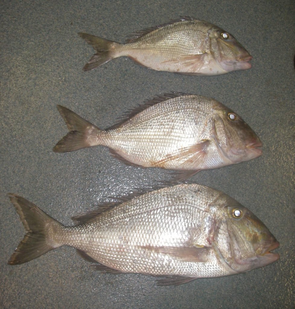 Calamus bajonado » NCFishes.com