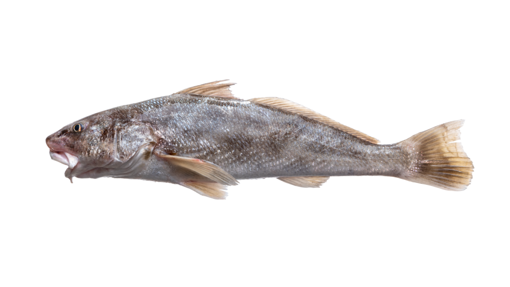 Menticirrhus americanus » NCFishes.com