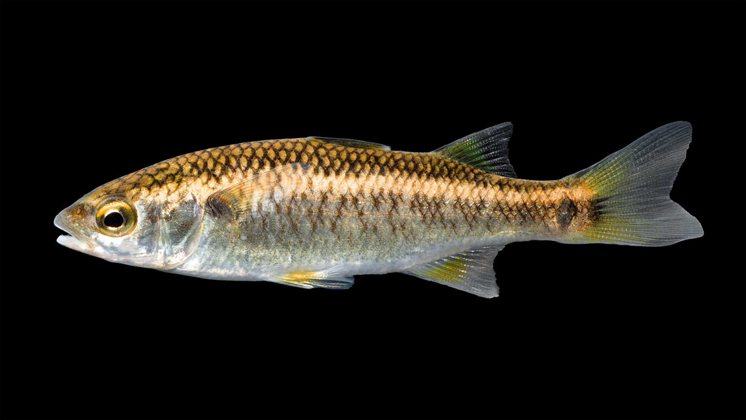 Mugil cephalus » NCFishes.com