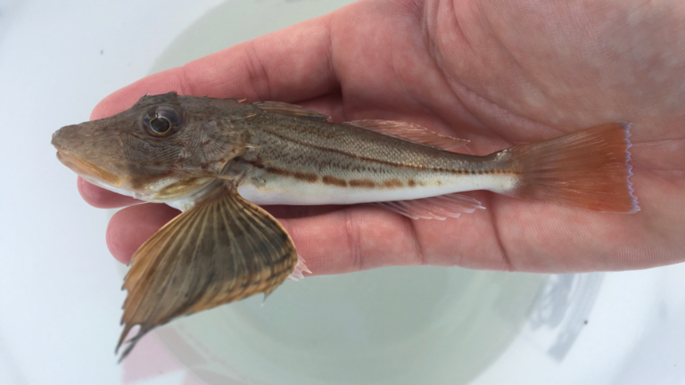 Prionotus evolans » NCFishes.com