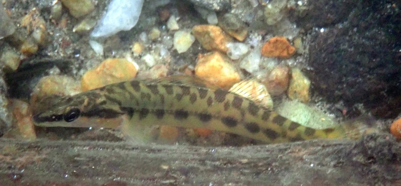 Percina oxyrhynchus » NCFishes.com