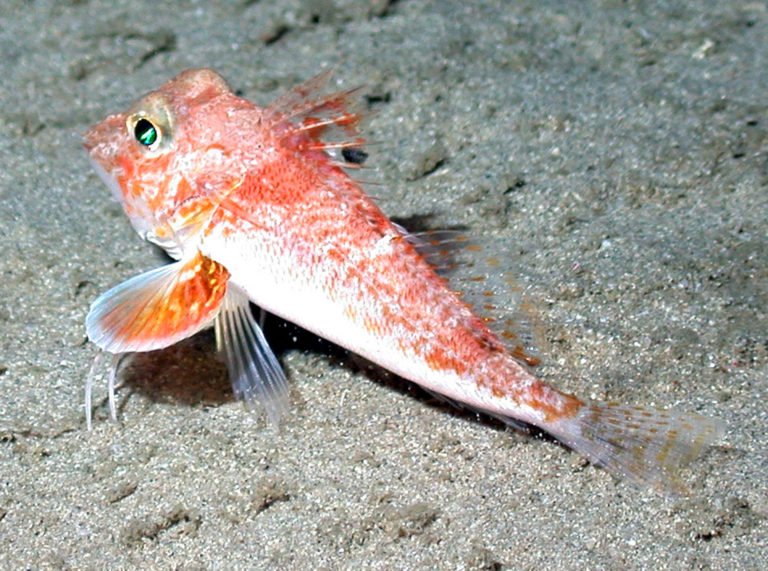 Bellator militaris » NCFishes.com