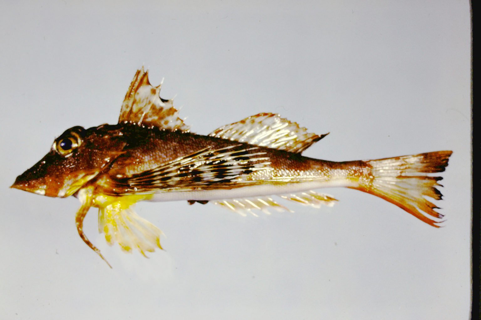 Prionotus evolans » NCFishes.com