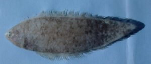 Symphurus diomedeanus » NCFishes.com