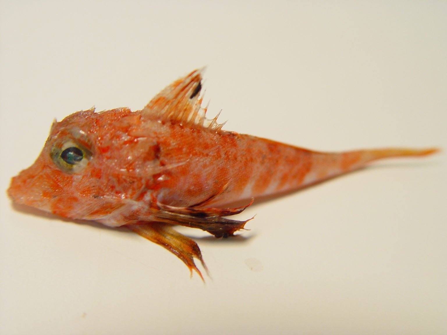 Bellator militaris » NCFishes.com