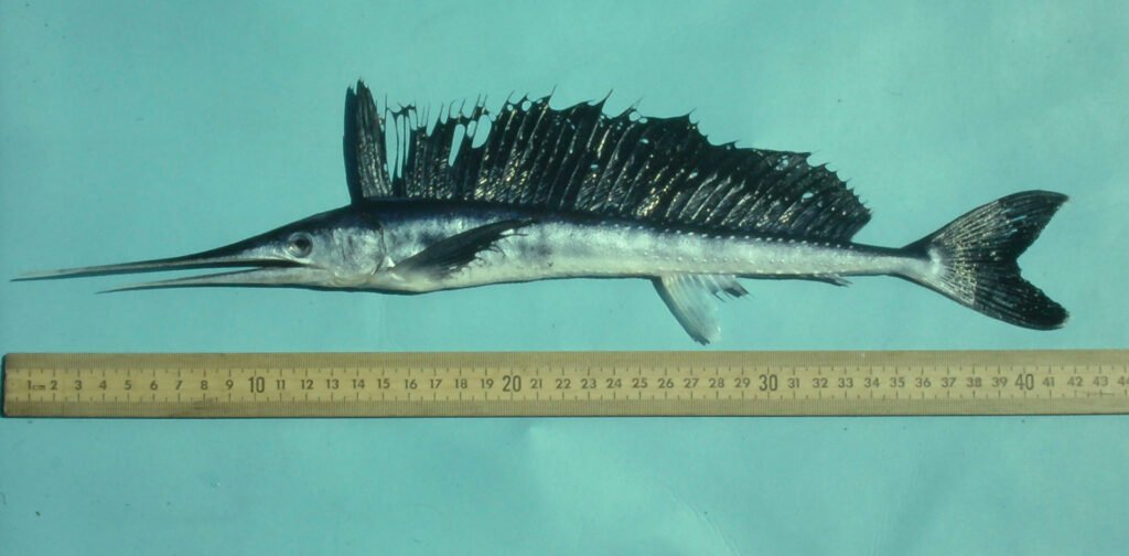 Xiphias gladius » NCFishes.com