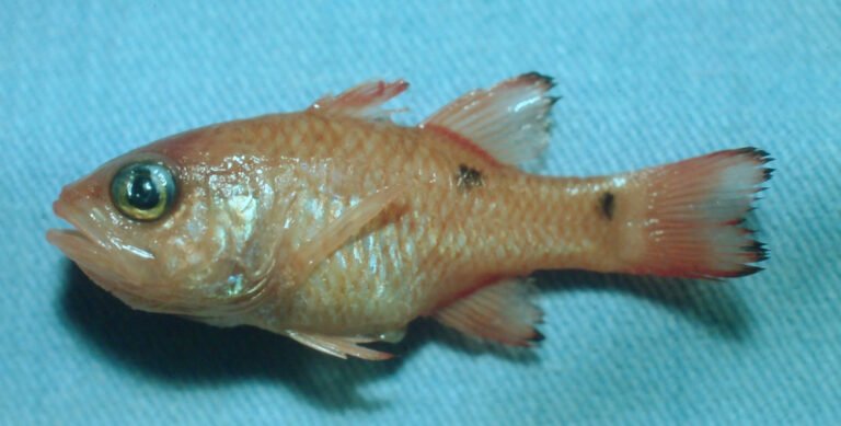 Apogon pseudomaculatus » NCFishes.com