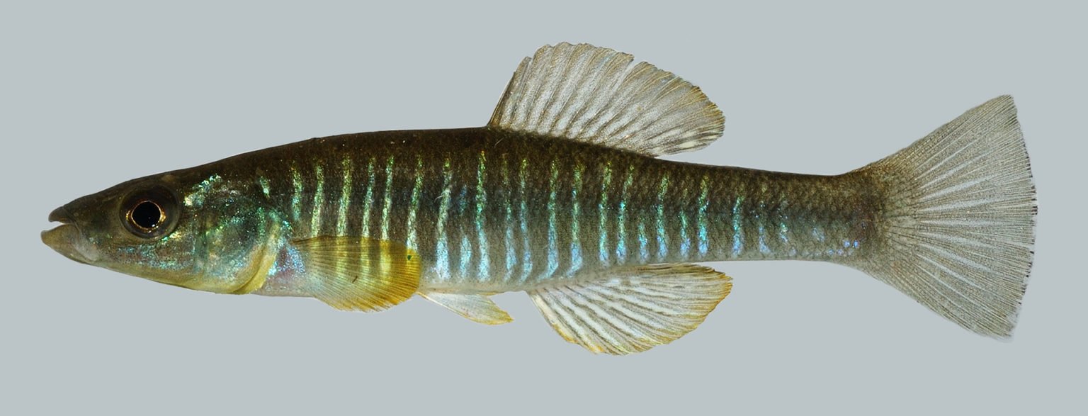 Topminnow (Family Fundulidae) Diversity in North Carolina » NCFishes.com