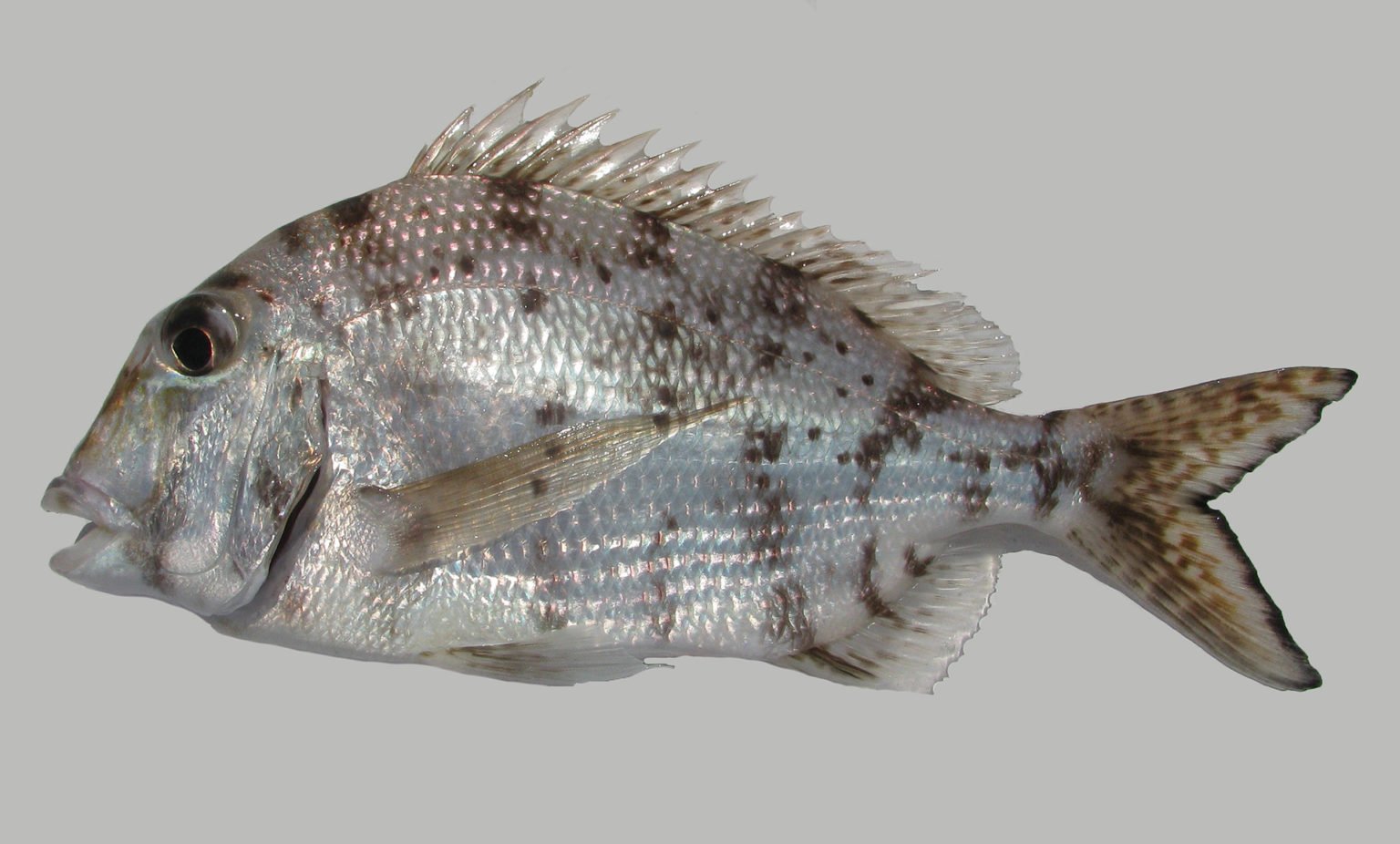 Calamus leucosteus » NCFishes.com