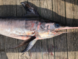 Xiphias gladius » NCFishes.com