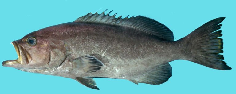 Mycteroperca bonaci » NCFishes.com