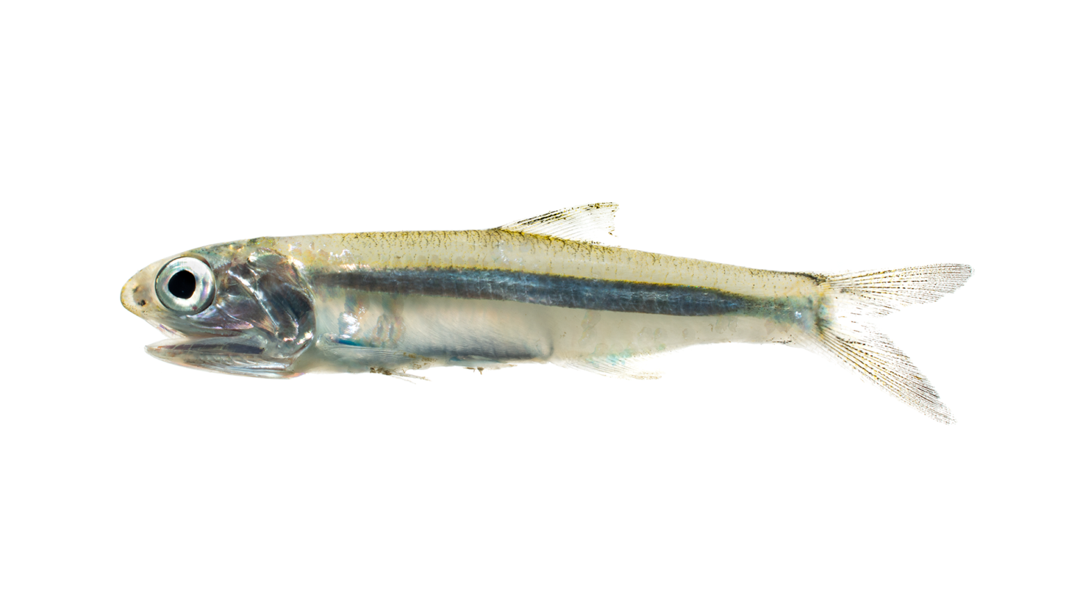 Anchoa hepsetus » NCFishes.com