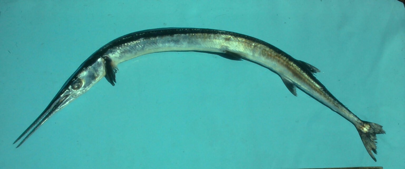 Tylosurus crocodilus » NCFishes.com