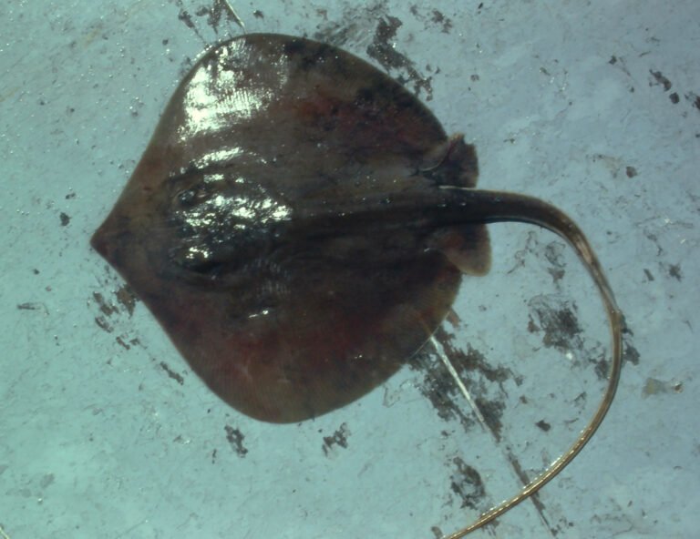 Hypanus say » NCFishes.com