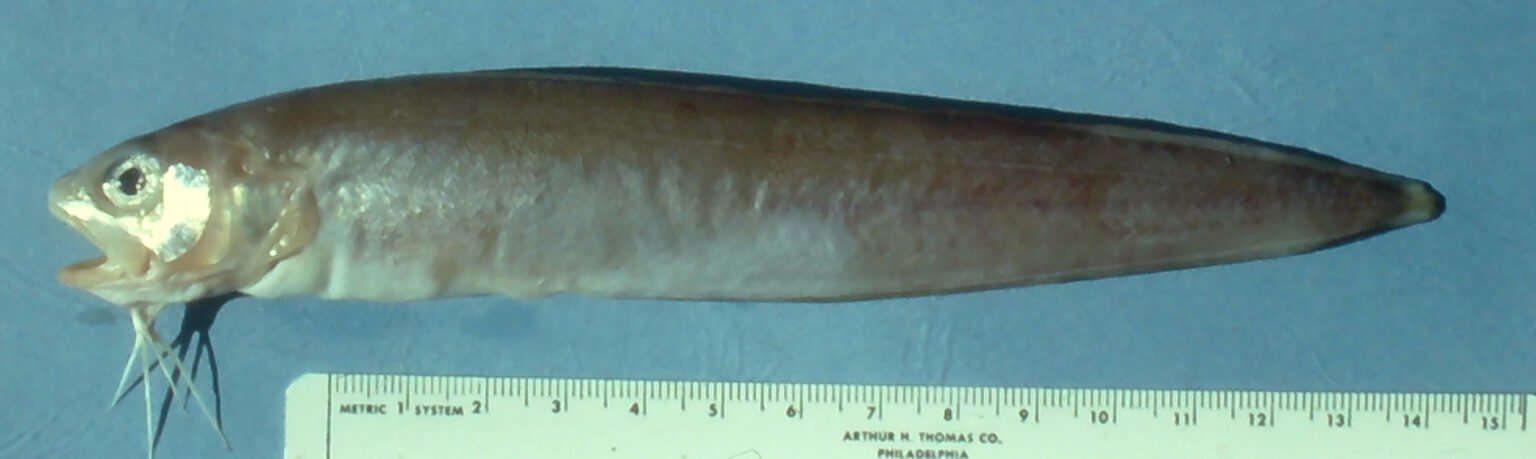 Ophidion nocomis » NCFishes.com