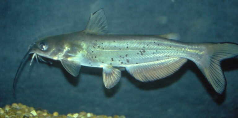 Ictalurus punctatus » NCFishes.com