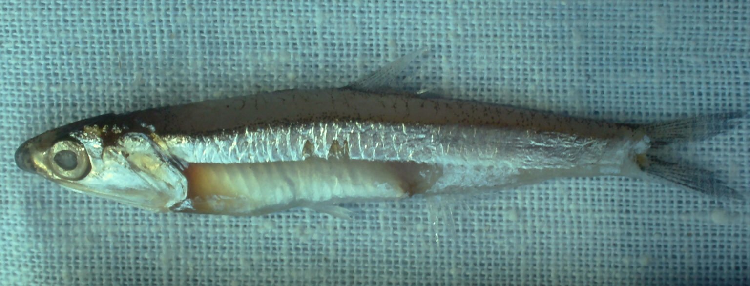 Anchoa mitchilli » NCFishes.com