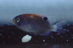 Stegastes variabilis » NCFishes.com
