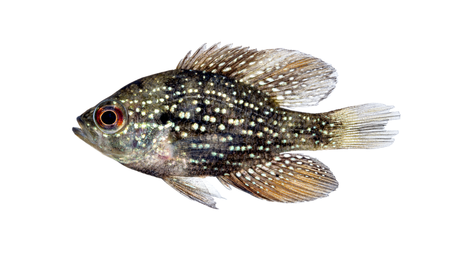 Enneacanthus gloriosus » NCFishes.com