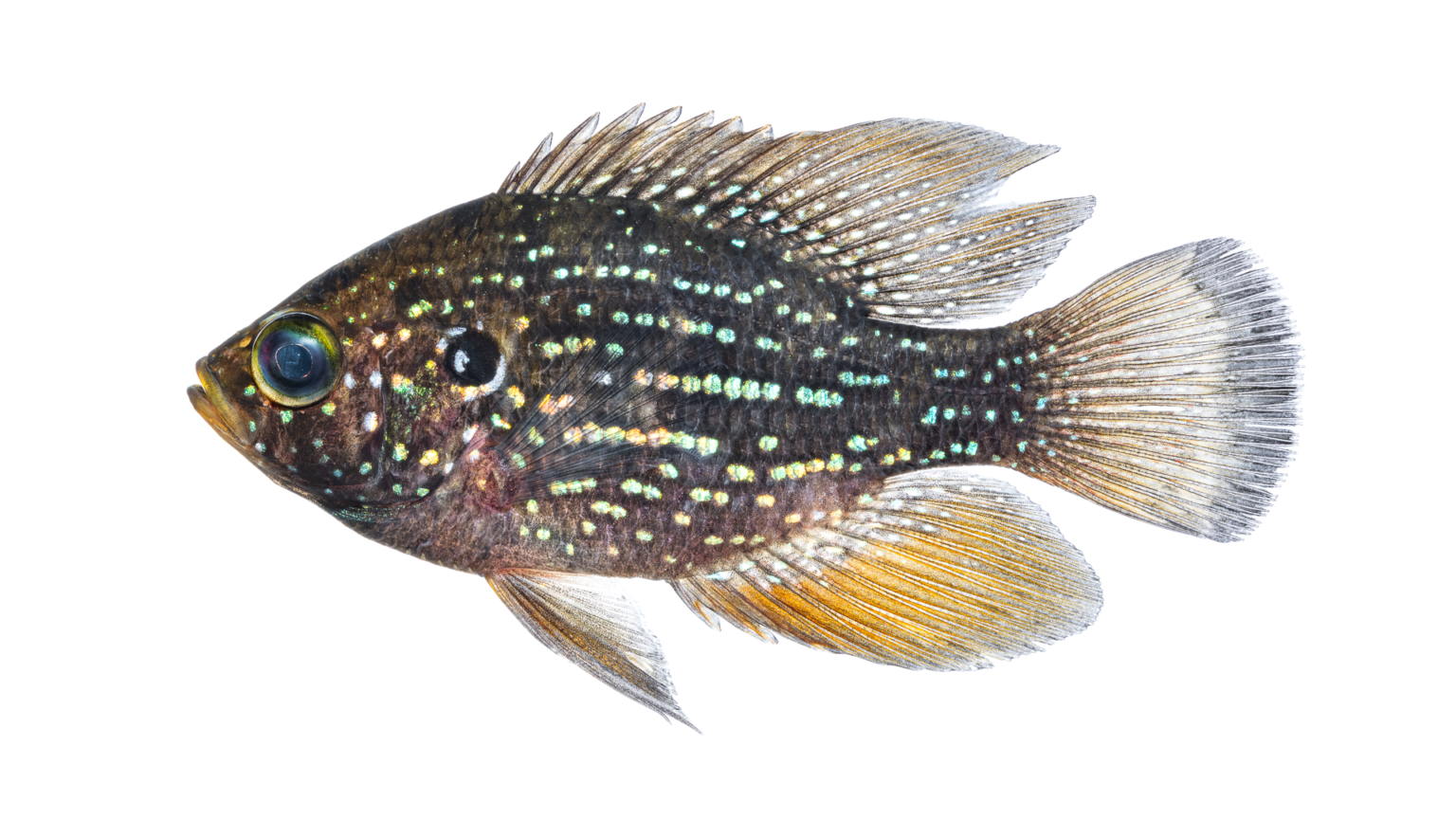 Enneacanthus gloriosus » NCFishes.com