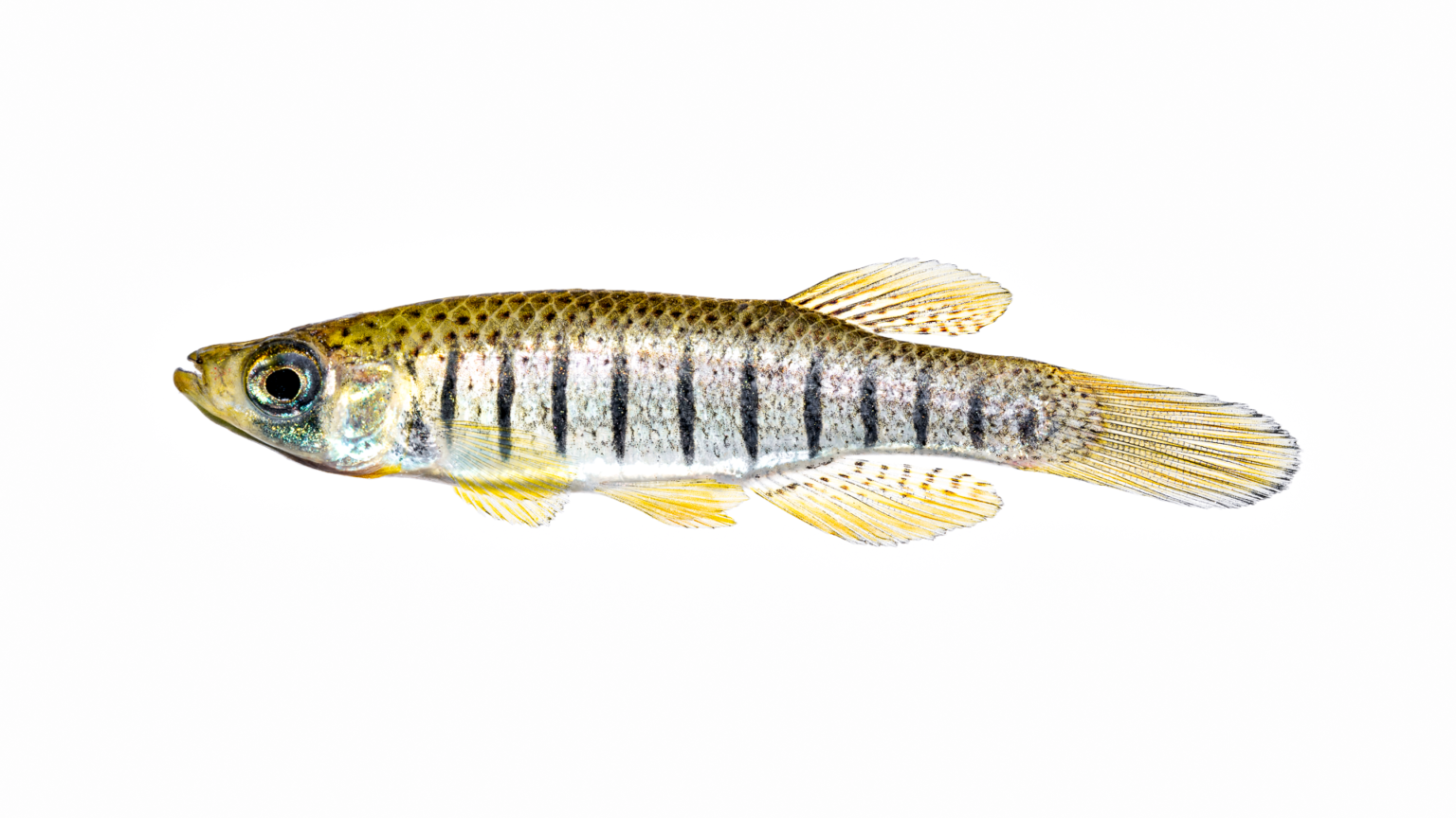 Topminnow (Family Fundulidae) Diversity in North Carolina » NCFishes.com