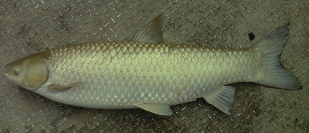 Ctenopharyngodon idella » NCFishes.com