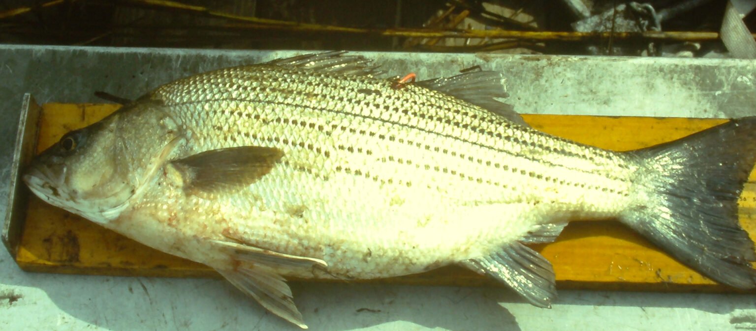 Morone saxatilis » NCFishes.com