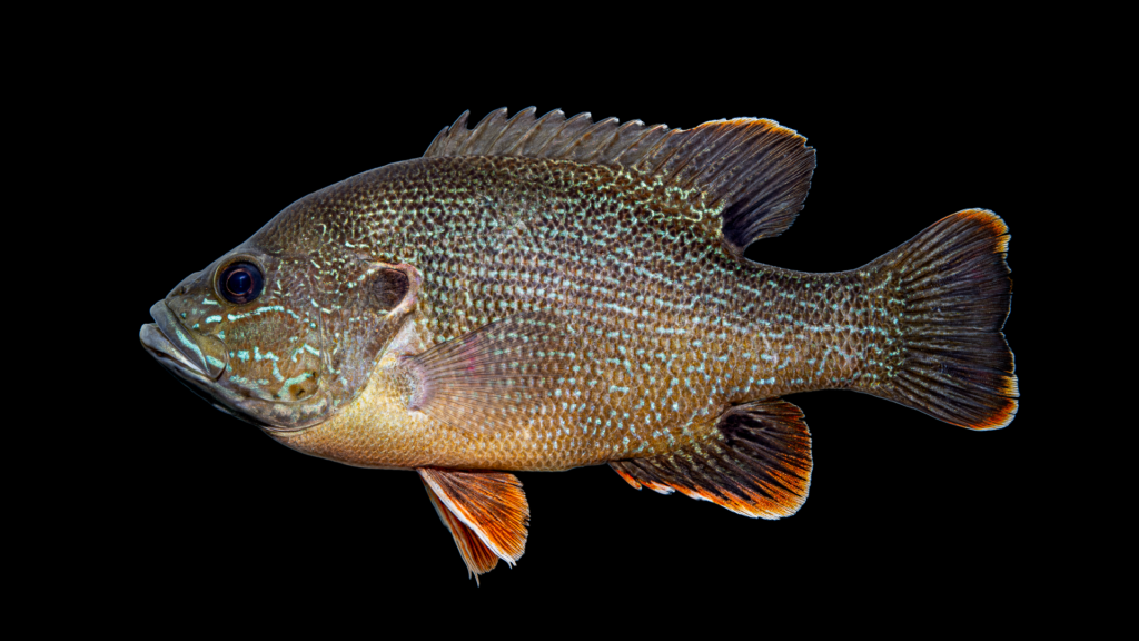 Lepomis cyanellus » NCFishes.com