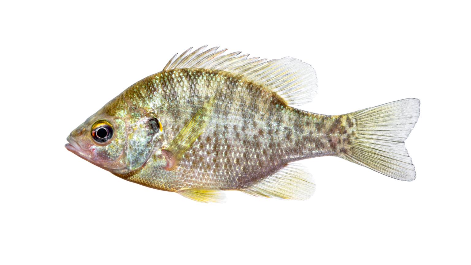 Lepomis microlophus » NCFishes.com